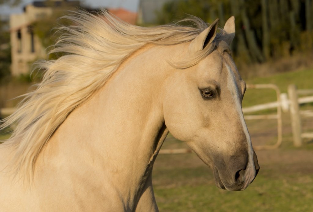 American Quarter Horse Coat Colors: In-Depth Guide - HorseNameIdeas.com