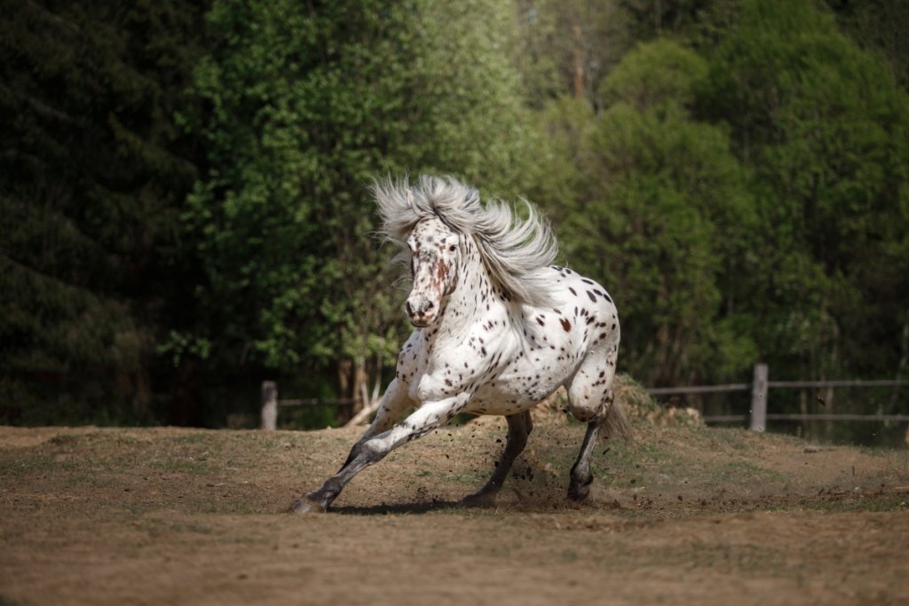 What Color is an Appaloosa Horse: A Detailed Guide - HorseNameIdeas.com