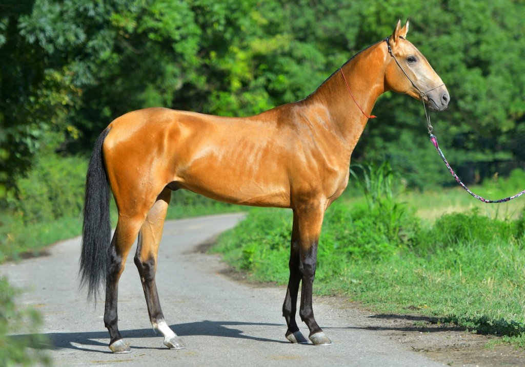 What Does Akhal-Teke Horse Look Like: In-Depth Guide & Facts (With Photos) - HorseNameIdeas.com