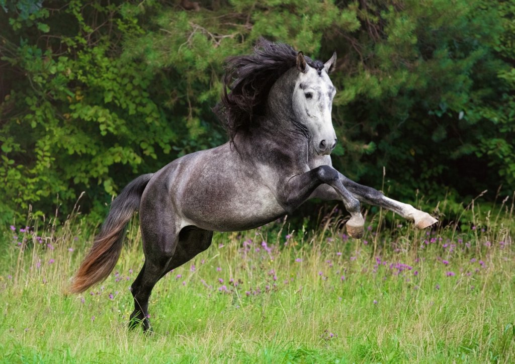Andalusian vs Friesian Horse: In-Depth Comparison Guide - HorseNameIdeas.com