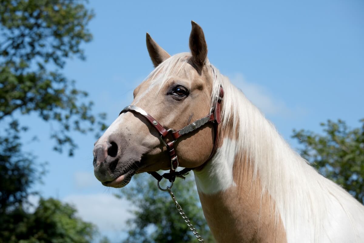 Can You Register A Half Quarter Horse Key Details Insights