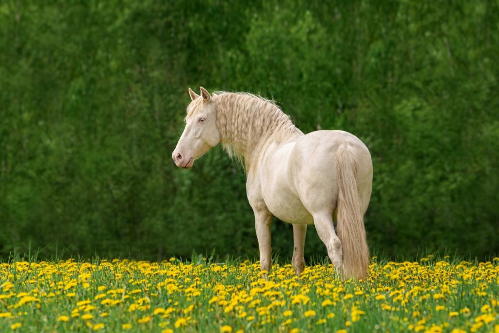 Andalusian vs Friesian Horse: In-Depth Comparison Guide ...