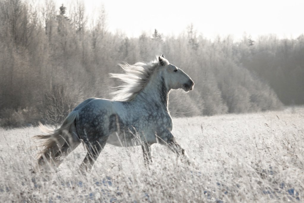 How Fast Can a Shire Horse Run: All You Need to Know - HorseNameIdeas.com