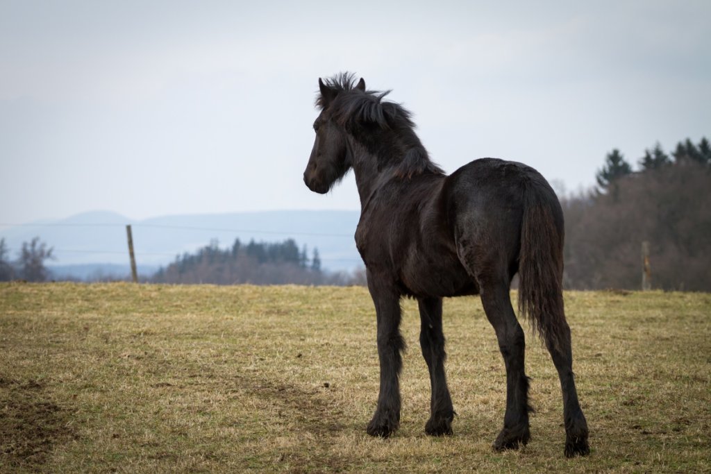 How Long Does a Friesian Horse Live: Lifespan and Factors Affecting It ...