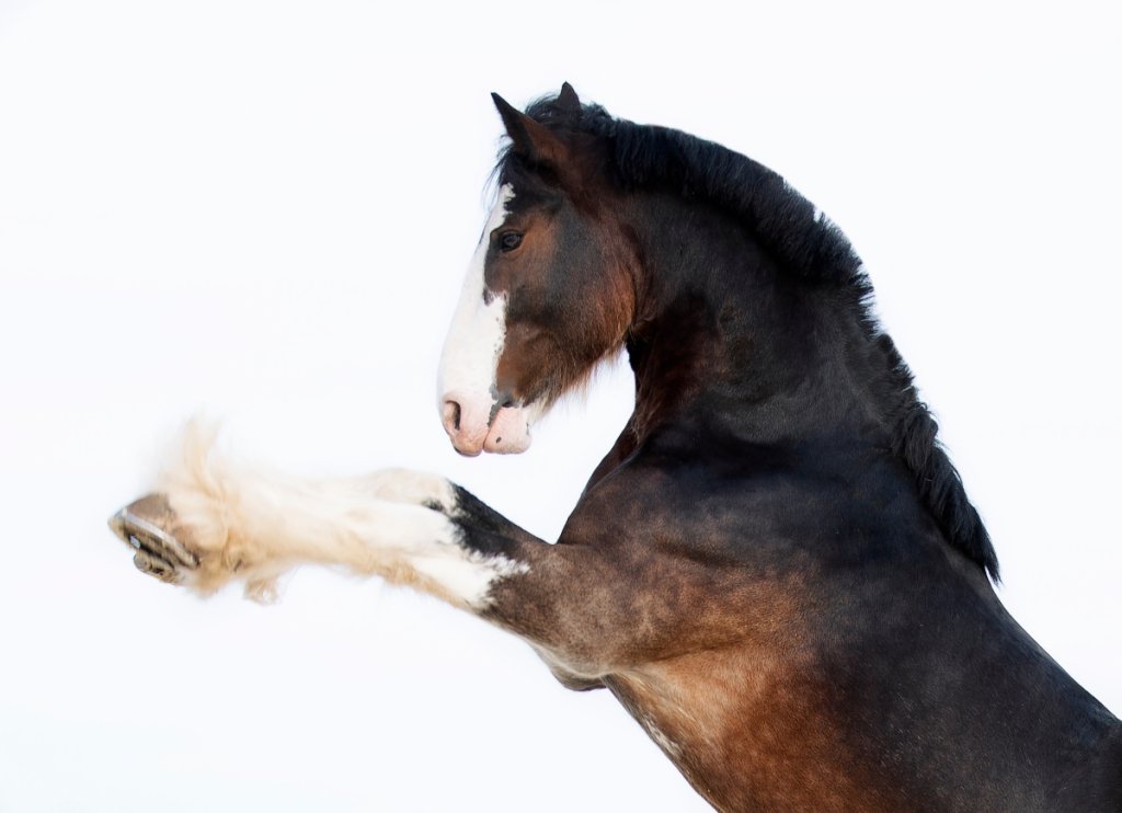 How Much Can a Shire Horse Pull: Unraveling the Mighty Power ...