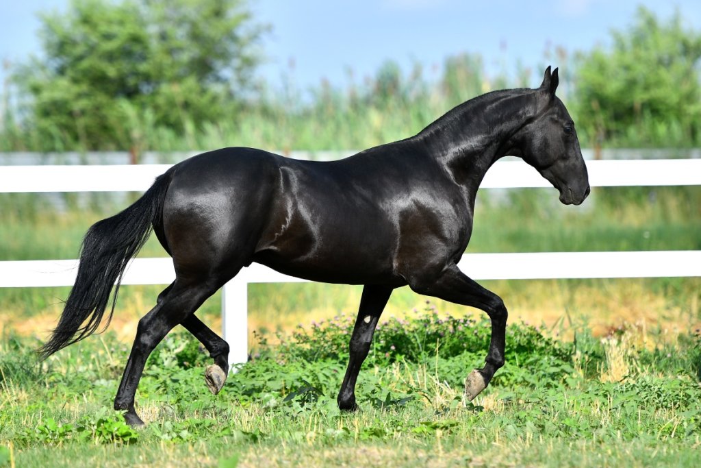 Akhal-Teke Horse Coat Colors: Comprehensive Guide - HorseNameIdeas.com
