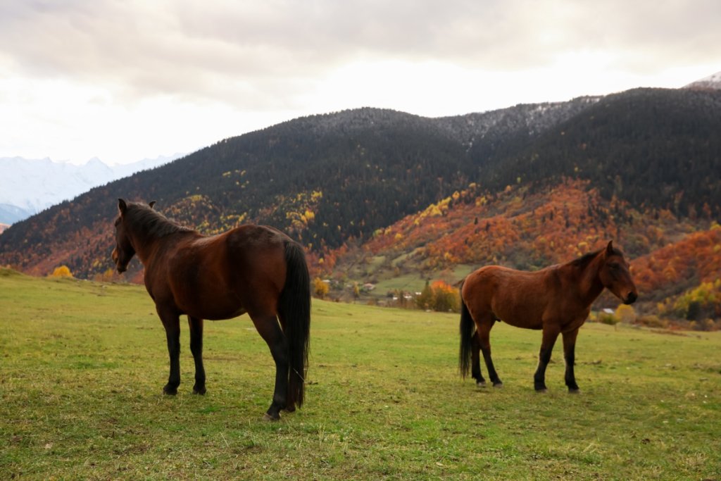 How to Identify a Mustang Horse: Key Traits and Tips - HorseNameIdeas.com