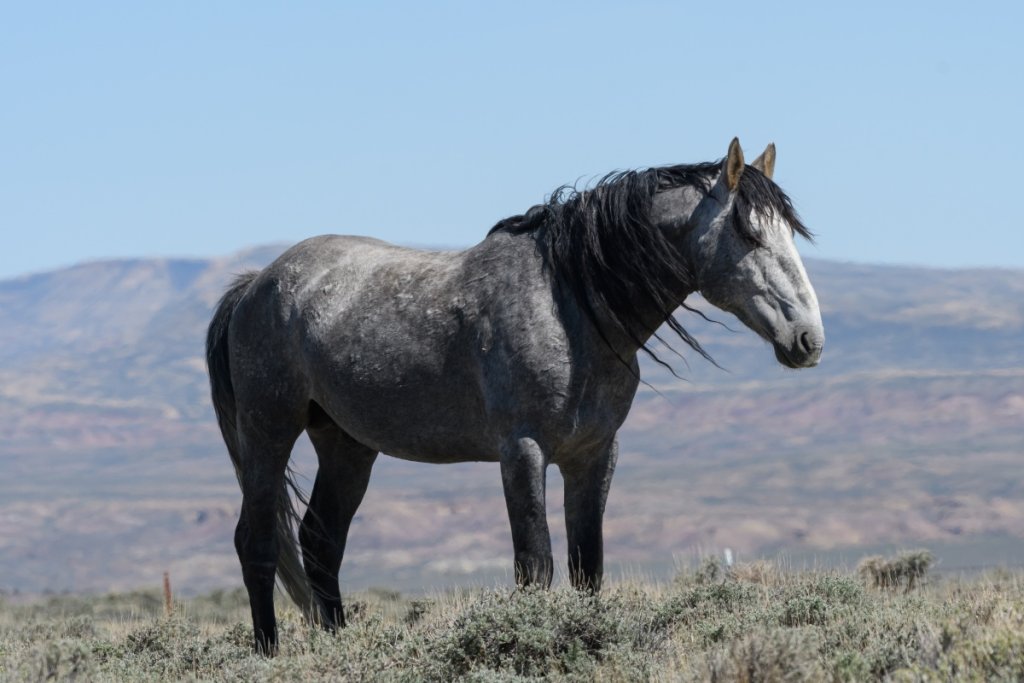 How to Identify a Mustang Horse: Key Traits and Tips - HorseNameIdeas.com