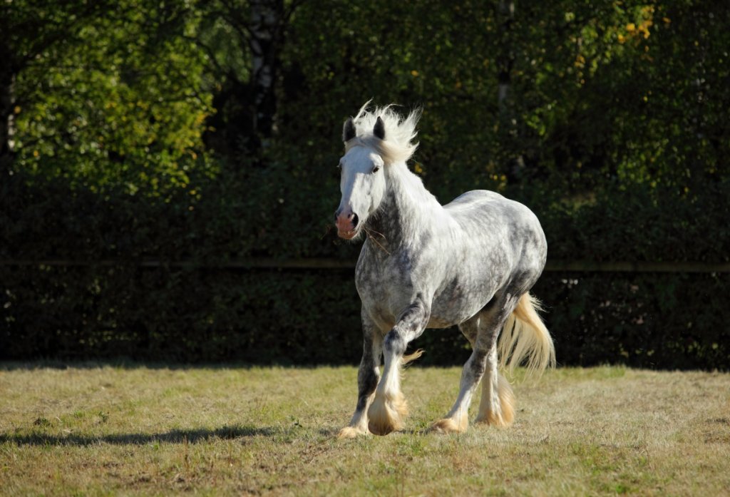 Friesian Horse vs Percheron: Ultimate Breed Comparison - HorseNameIdeas.com