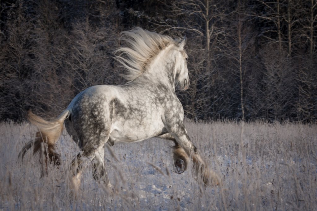 How Fast Can a Shire Horse Run: All You Need to Know - HorseNameIdeas.com