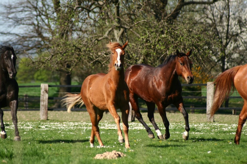 American Quarter Horse Coat Colors: In-Depth Guide - HorseNameIdeas.com
