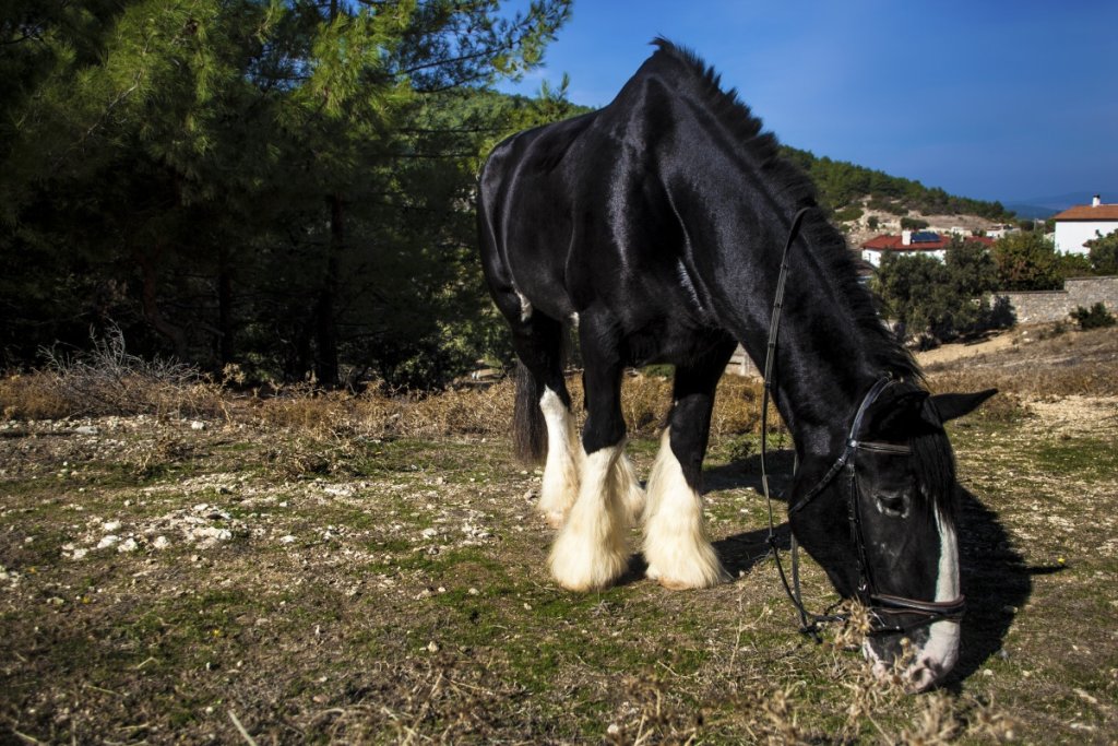 How Fast Can a Shire Horse Run: All You Need to Know - HorseNameIdeas.com