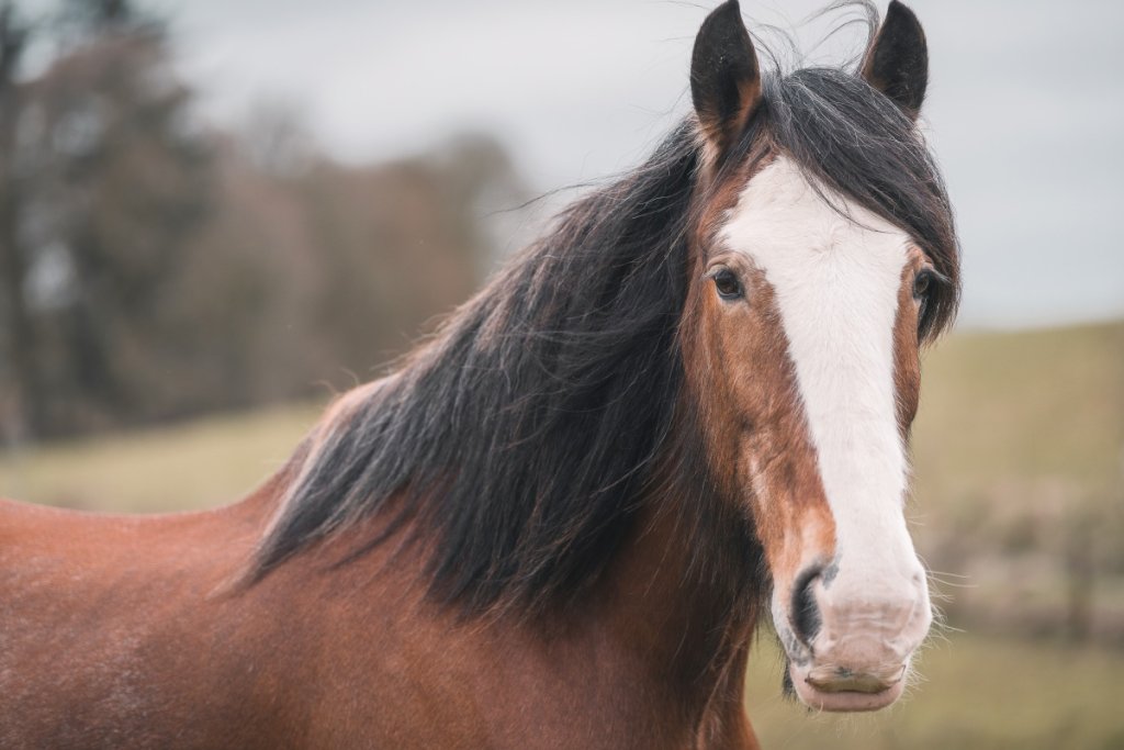 Clydesdale vs Quarter Horse: In-Depth Breed Comparison - HorseNameIdeas.com