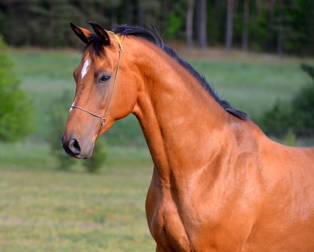 Akhal-Teke Horse Information - Horse Name Ideas
