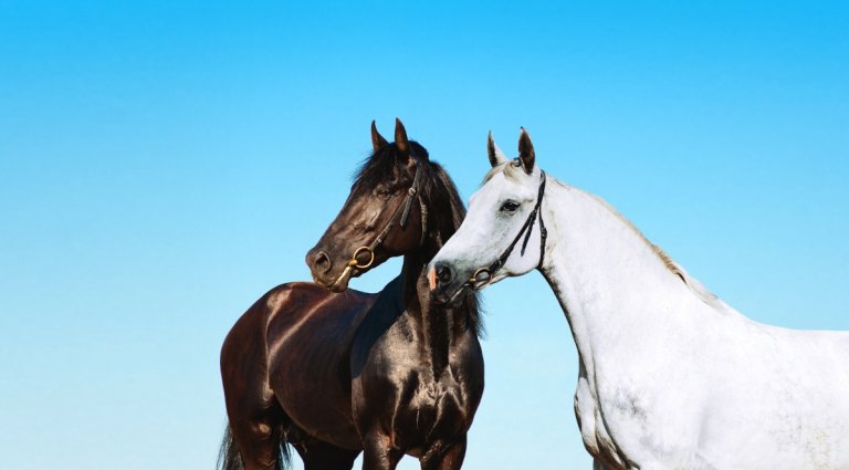 How to Identify a Mustang Horse: Key Traits and Tips - HorseNameIdeas.com