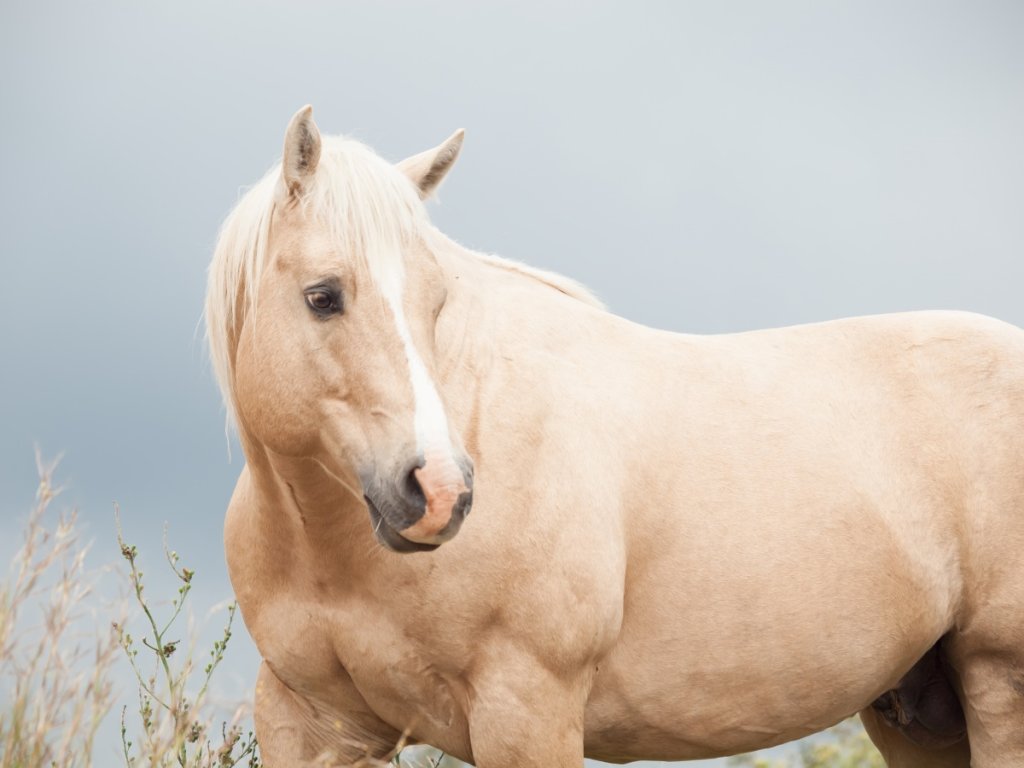 Is a Palomino a Quarter Horse? Exploring Breed Traits & Origins ...