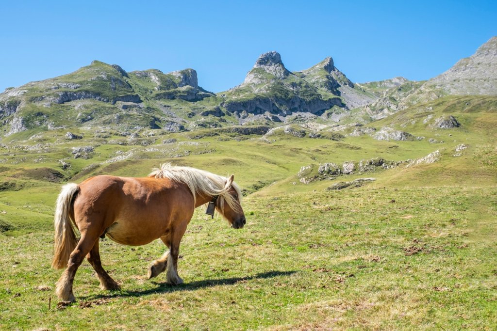 Shire Horse vs Percheron: Unveiling Majestic Draft Breeds ...