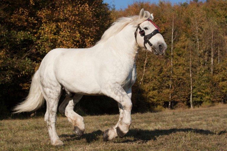 Shire Horse vs Percheron: Unveiling Majestic Draft Breeds ...
