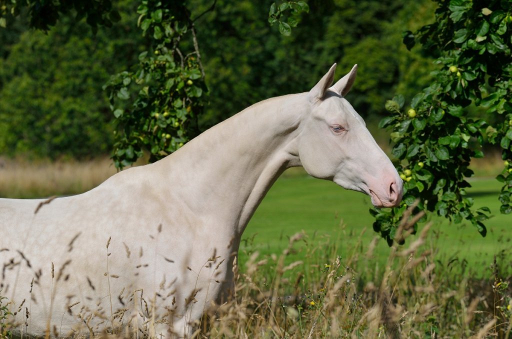 Akhal-Teke Horse Coat Colors: Comprehensive Guide - HorseNameIdeas.com