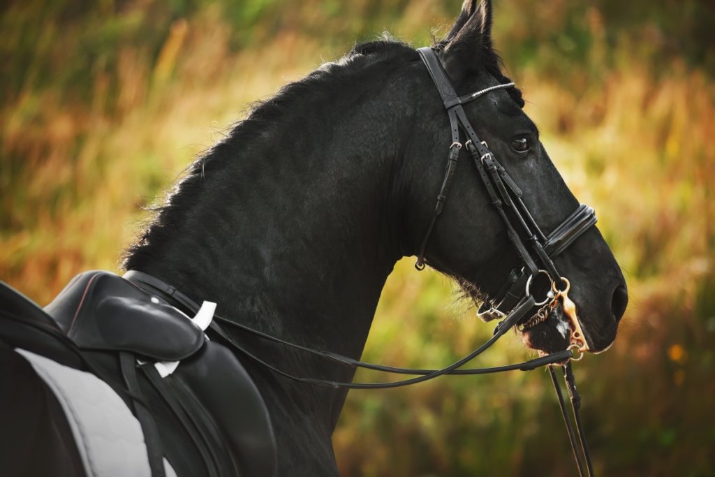 What is a Friesian Sport Horse: Comprehensive Guide - HorseNameIdeas.com
