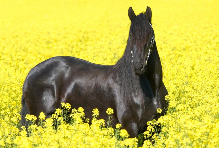 How Long Does a Friesian Horse Live: Lifespan and Factors Affecting It ...