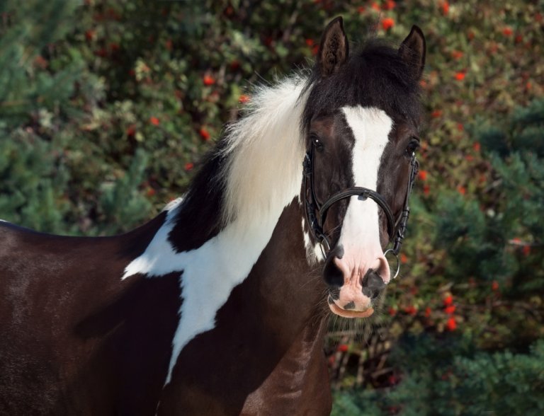 American Paint Horse Coat Colors: Comprehensive Guide - HorseNameIdeas.com