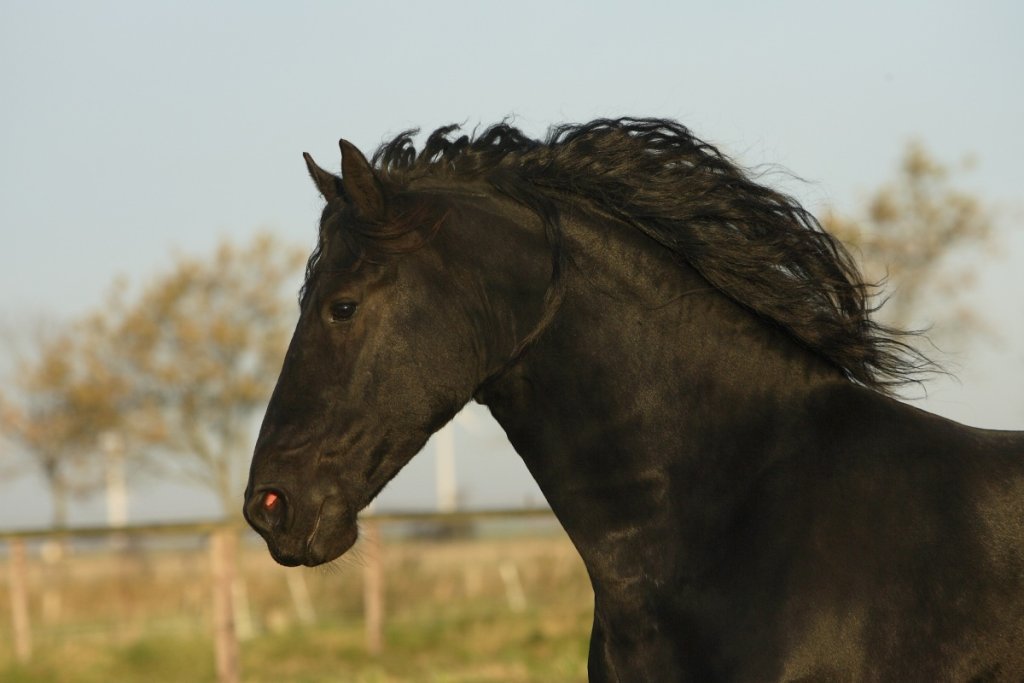 How to Say Friesian Horse: Pronunciation and Breed Insights ...