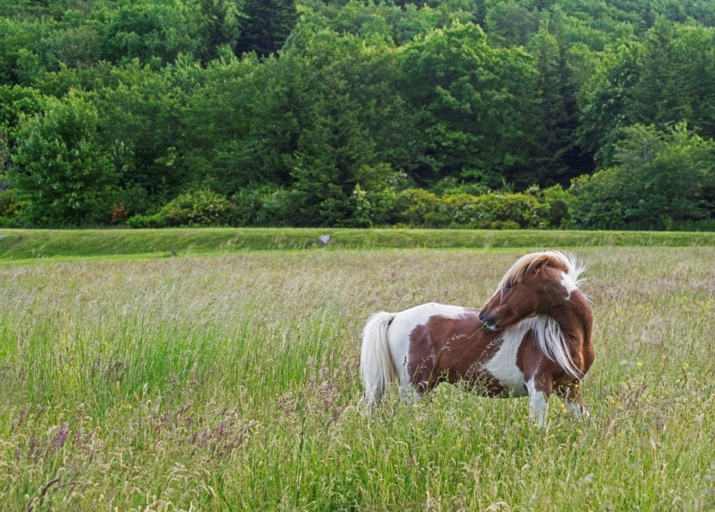 Can You Ride a Shetland Pony: Essential Facts Explained ...