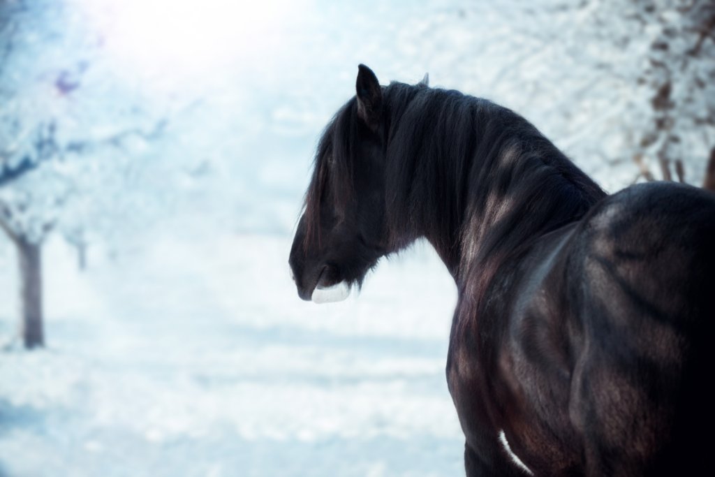 How Much Can a Shire Horse Pull: Unraveling the Mighty Power ...