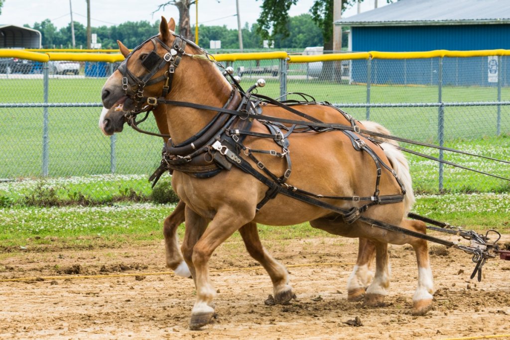 How Fast Can a Shire Horse Run: All You Need to Know - HorseNameIdeas.com