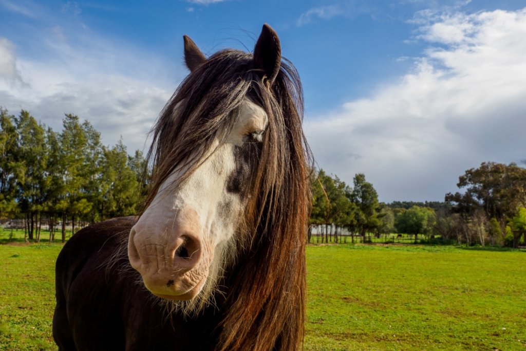 Shire Horse vs Percheron: Unveiling Majestic Draft Breeds ...