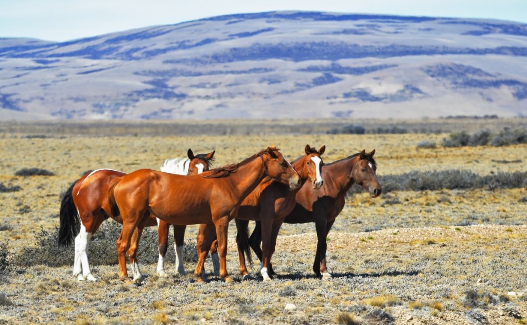How to Identify a Mustang Horse: Key Traits and Tips - HorseNameIdeas.com