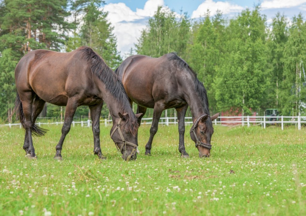 How to Get a Mustang Horse: Expert Guide & Essential Info ...