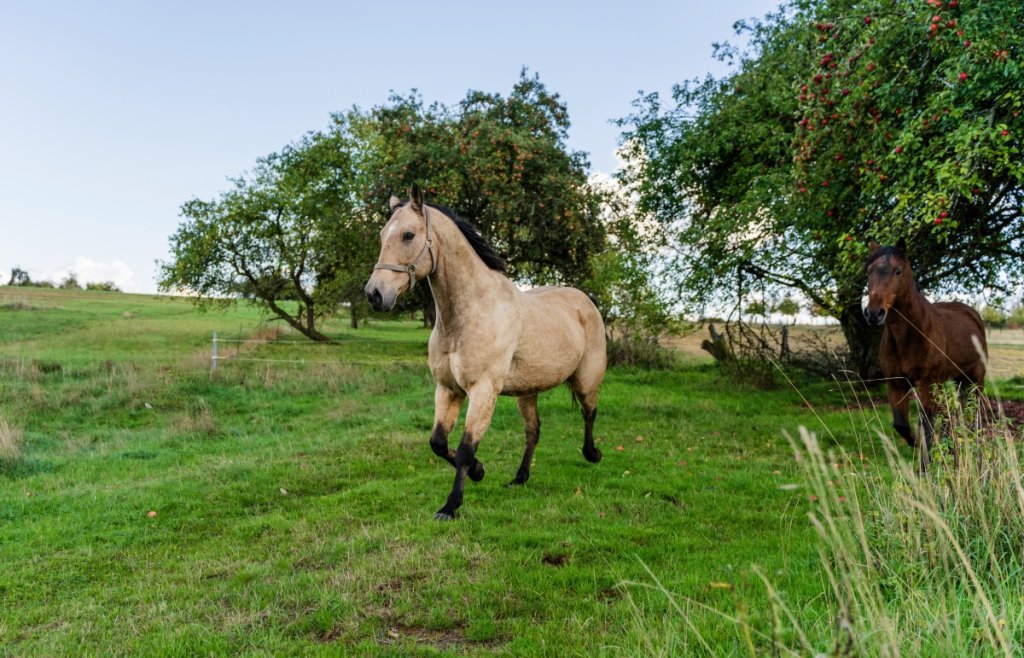 How to Identify a Quarter Horse: Expert Guide to Spotting the Breed ...