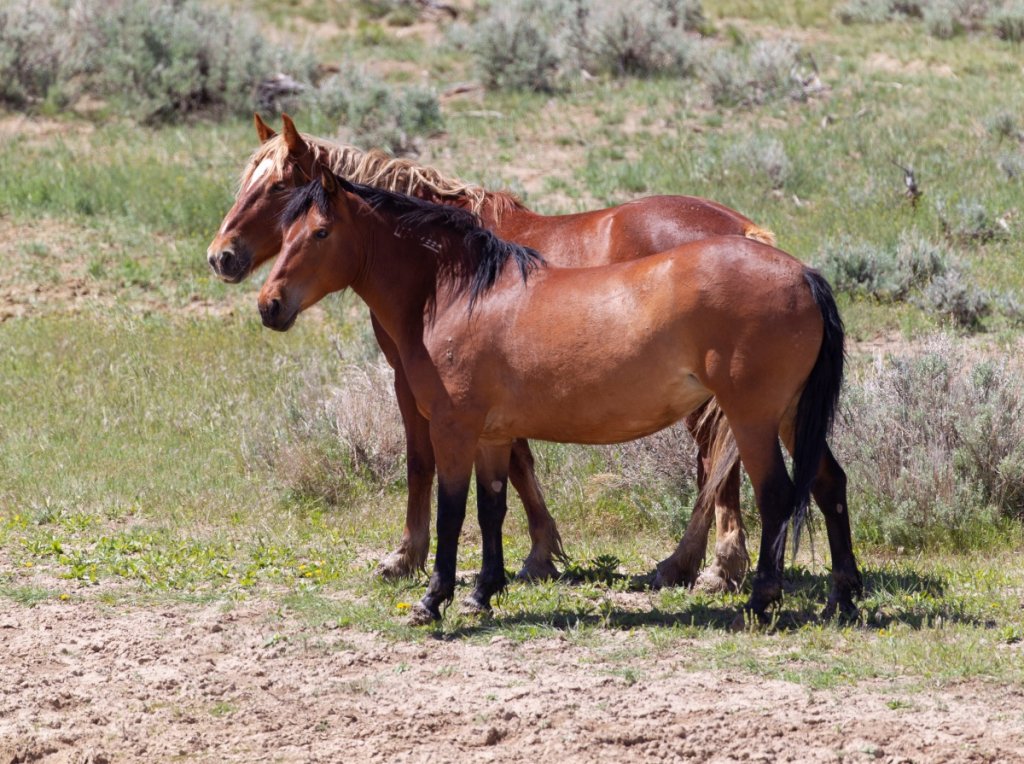 How to Get a Mustang Horse: Expert Guide & Essential Info ...