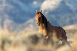 How to Identify a Mustang Horse: Key Traits and Tips - HorseNameIdeas.com