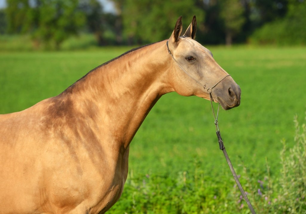 Akhal-Teke Horse Coat Colors: Comprehensive Guide - HorseNameIdeas.com