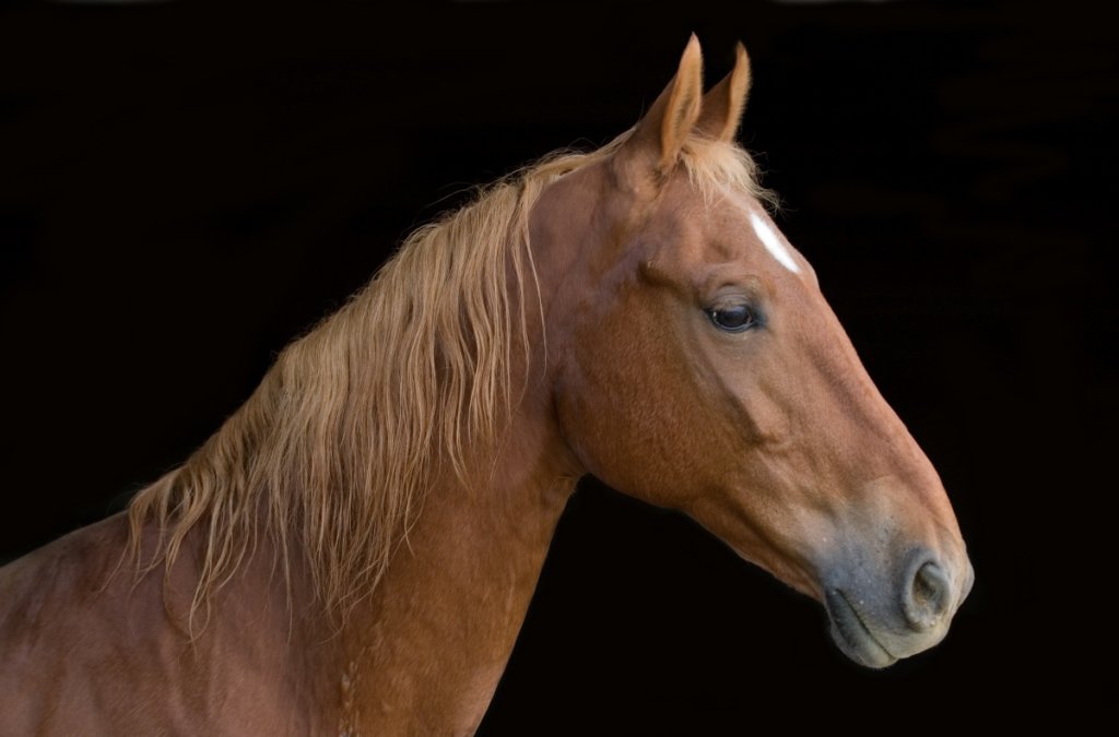 What Does American Saddlebred Horse Look Like: A Visual Guide ...