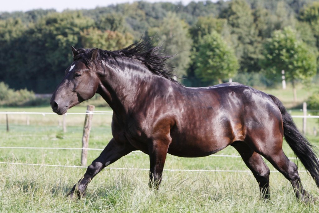 Shire Horse vs Percheron: Unveiling Majestic Draft Breeds ...