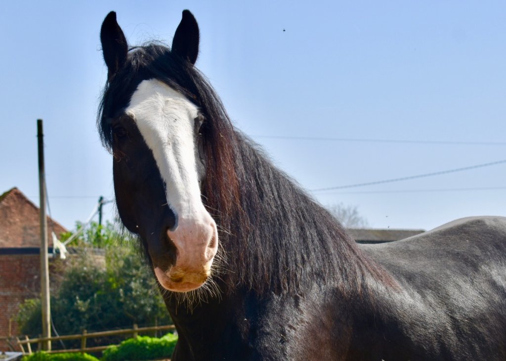 Shire Horse Information - Horse Name Ideas