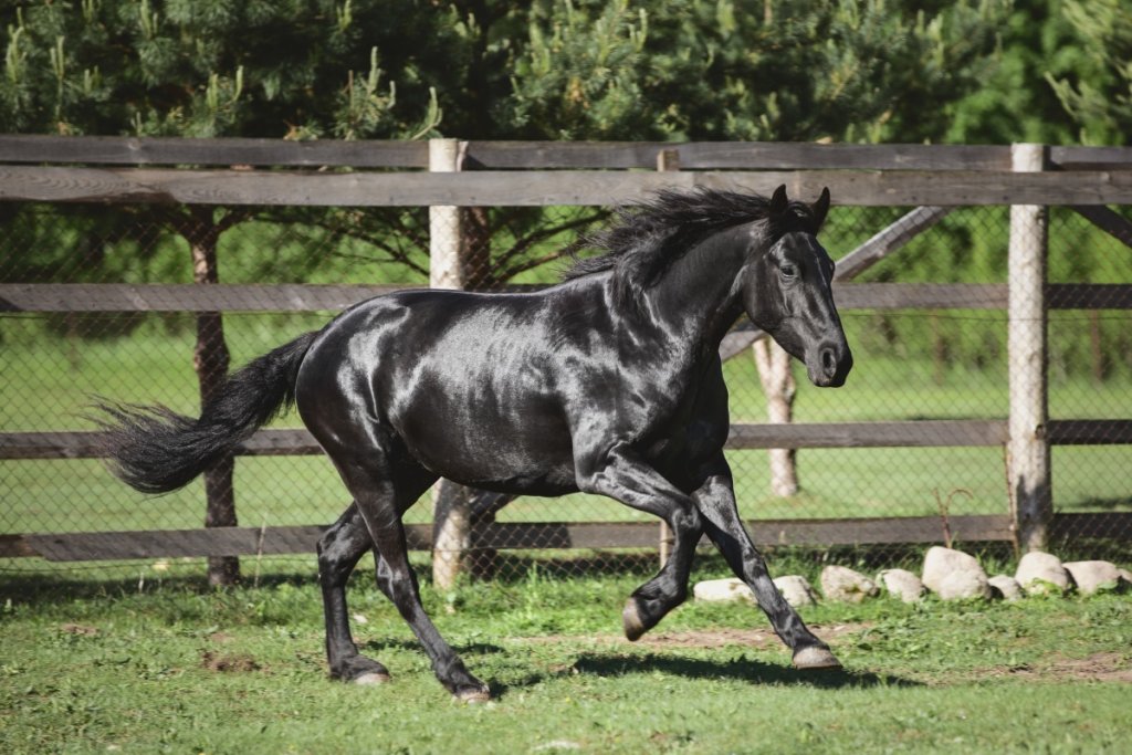 What is a Friesian Sport Horse: Comprehensive Guide - HorseNameIdeas.com