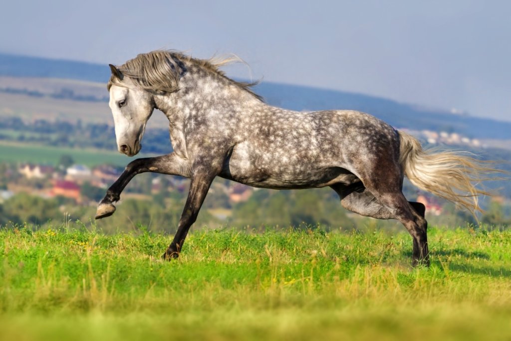 Andalusian Horse Origin & History: In-Depth Expert Guide ...