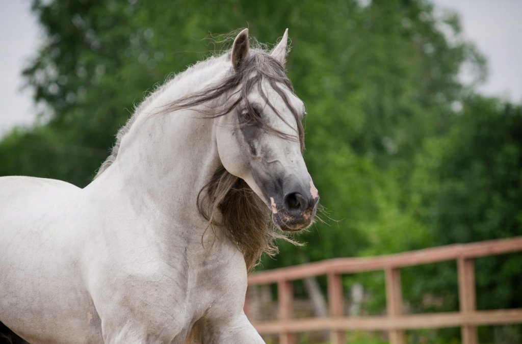 What Does Andalusian Horse Look Like: Key Traits & Features ...